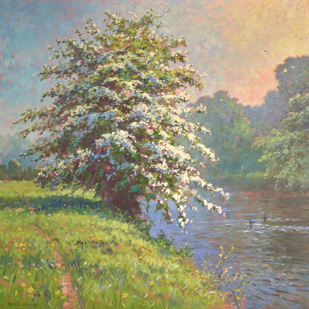May Blossom Tree | James Preston – Clarendon Fine Art